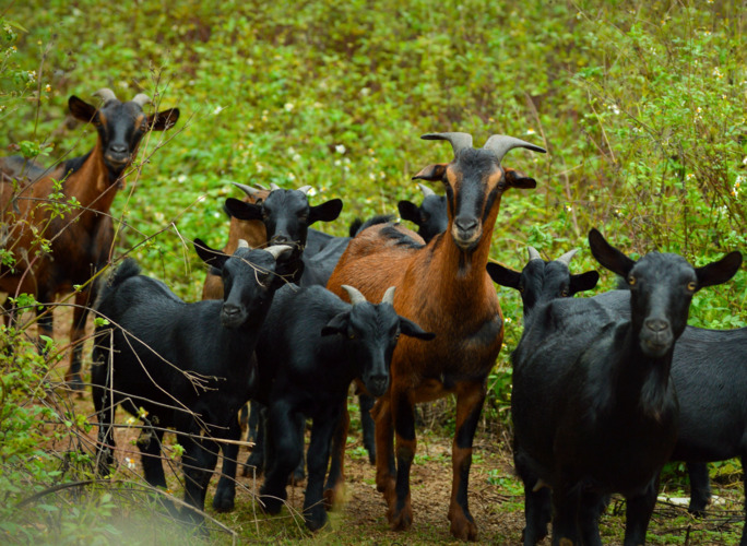 Meat Goat Breeds: A Comparison - Goat Journal